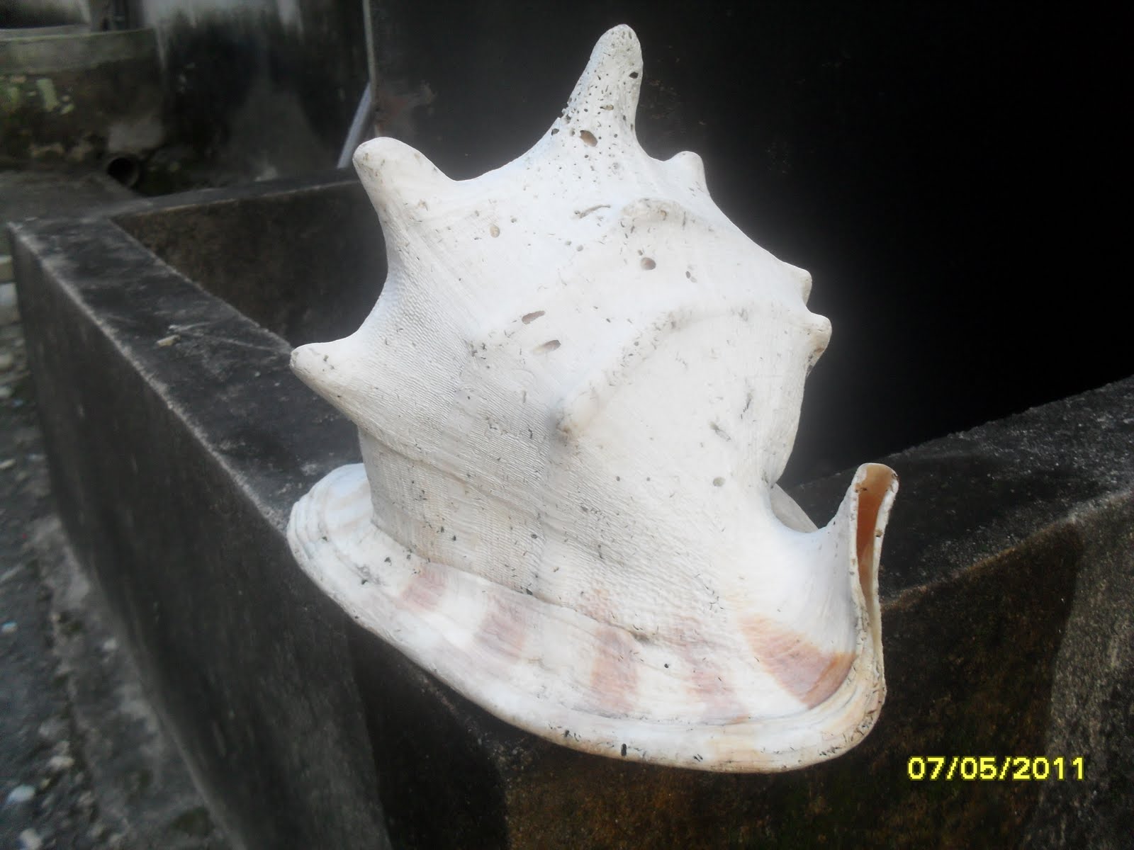 BARANG-RUMAH.BLOGSPOT.COM: cengkerang