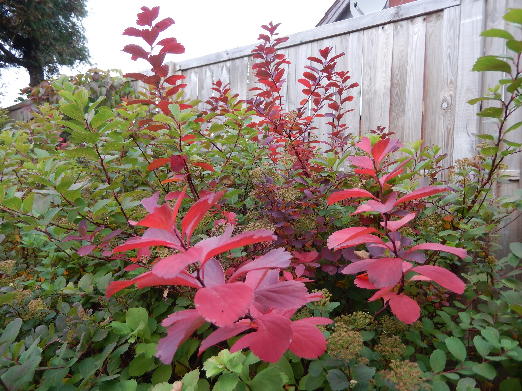 havesysler: Russisk mandstro