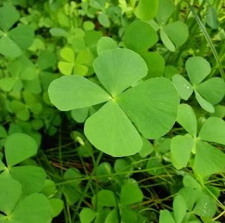 Info Herbal: Kandungan dan Manfaat Semanggi Air Marsilea crenata Presl ...