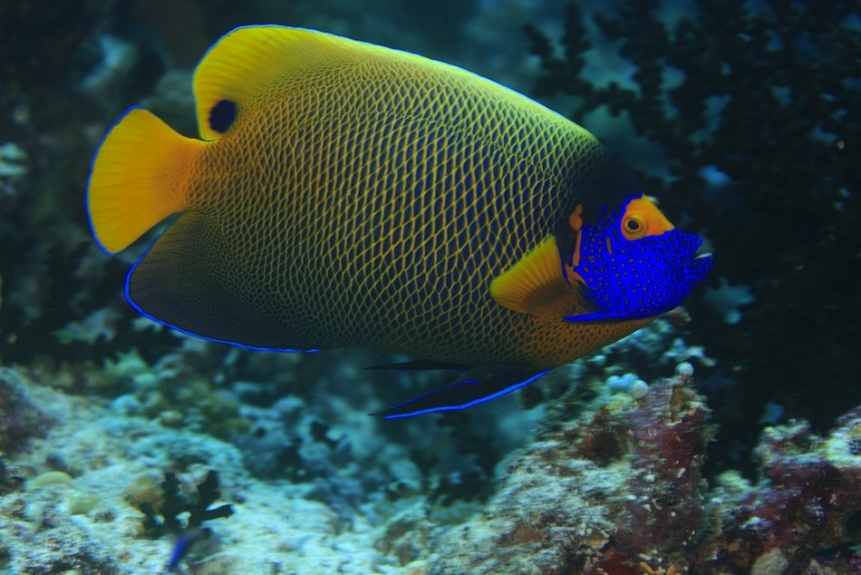 Golden Eye View: Top 15 Most Beautiful Fishes of the World according to ...