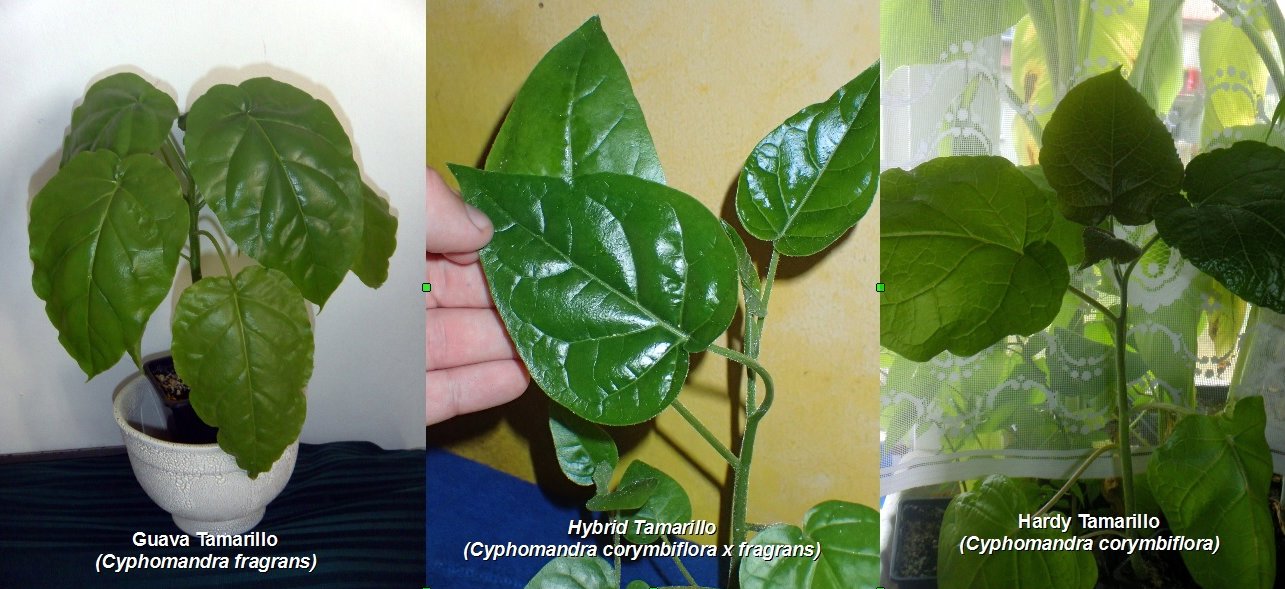 Scirpidiella's Plants: Hybrid of Hardy Tamarillo’s (Cyphomandra ...