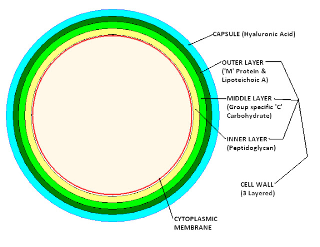 Medicine Unleashed!!!: STREPTOCOCCAL ANTIGEN CROSS-REACTIVITY