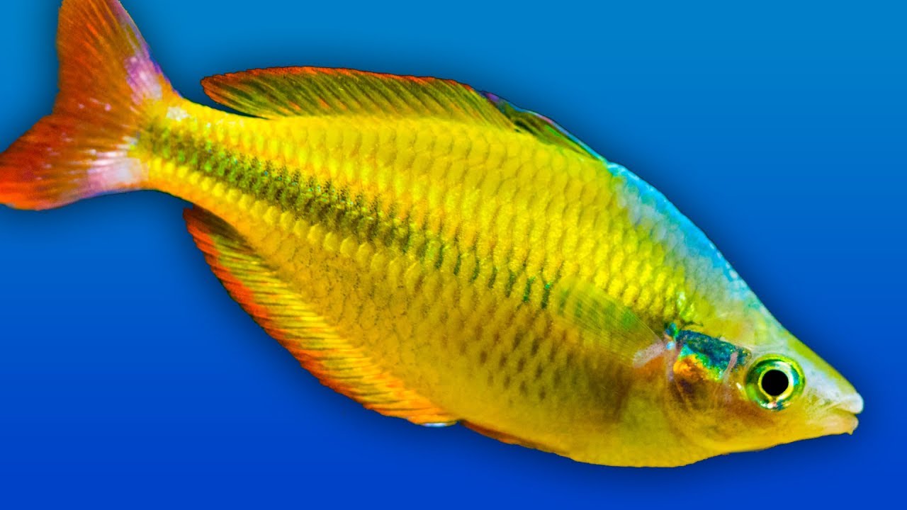 Understand the Rainbowfish Feed Type - fish-hobbyist