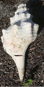 The Treasure Beaches Report Direct From Florida's Treasure Coast.: 7/6 ...