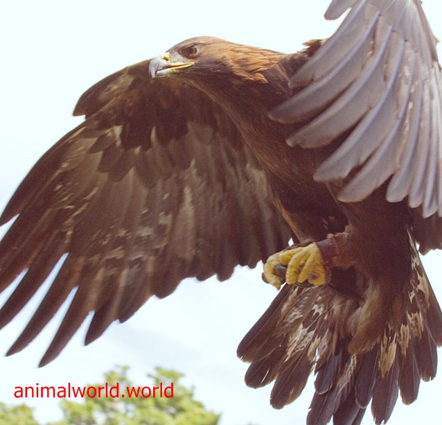 اقوى حيوانات المفترسة