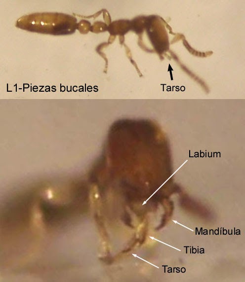 HISTORIAS DE HORMIGAS: Acicalado individual en obreras de Leptanilla sp ...