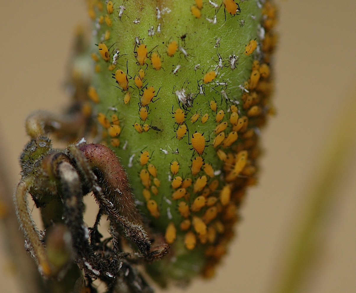 Field Biology in Southeastern Ohio: Aphids