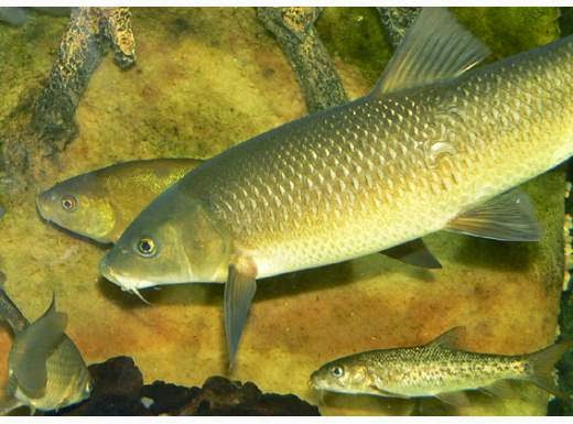 SIBER-PESCA: Pesca del Barbo Comizo