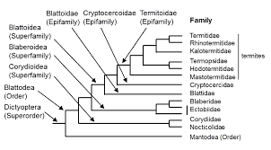 Biology kida (Class Insecta): TAXONOMY AND EVOLUTION OF COCKROACHES