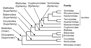 Biology kida (Class Insecta): TAXONOMY AND EVOLUTION OF COCKROACHES