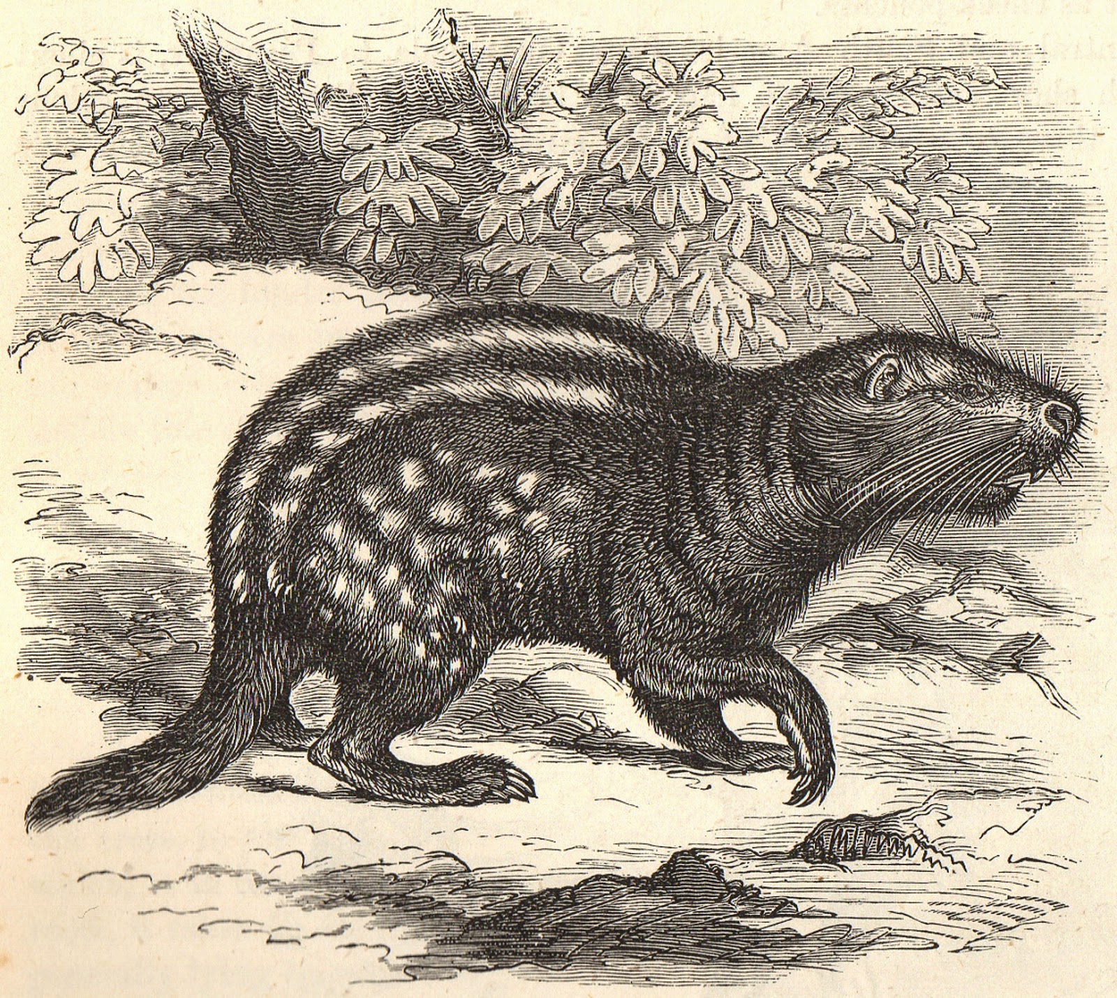 PERUSING THE PACARANA – A TERRIER-SIZED 'TERRIBLE MOUSE' | Where ...