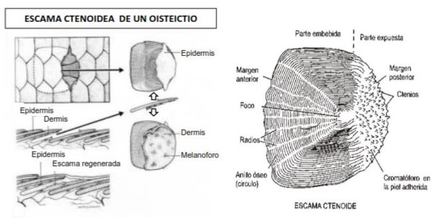 Introducción al conocimiento de los Peces