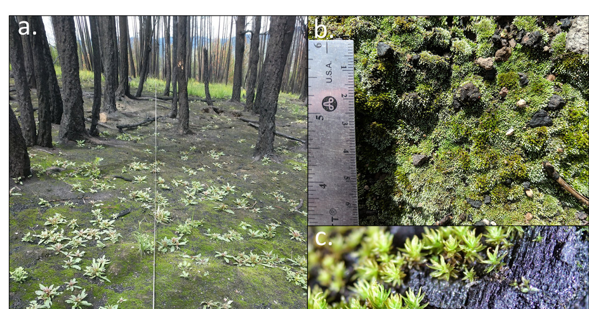 Forest-Rangeland Soil Ecology Lab: Ph.D. position in our lab, starting ...