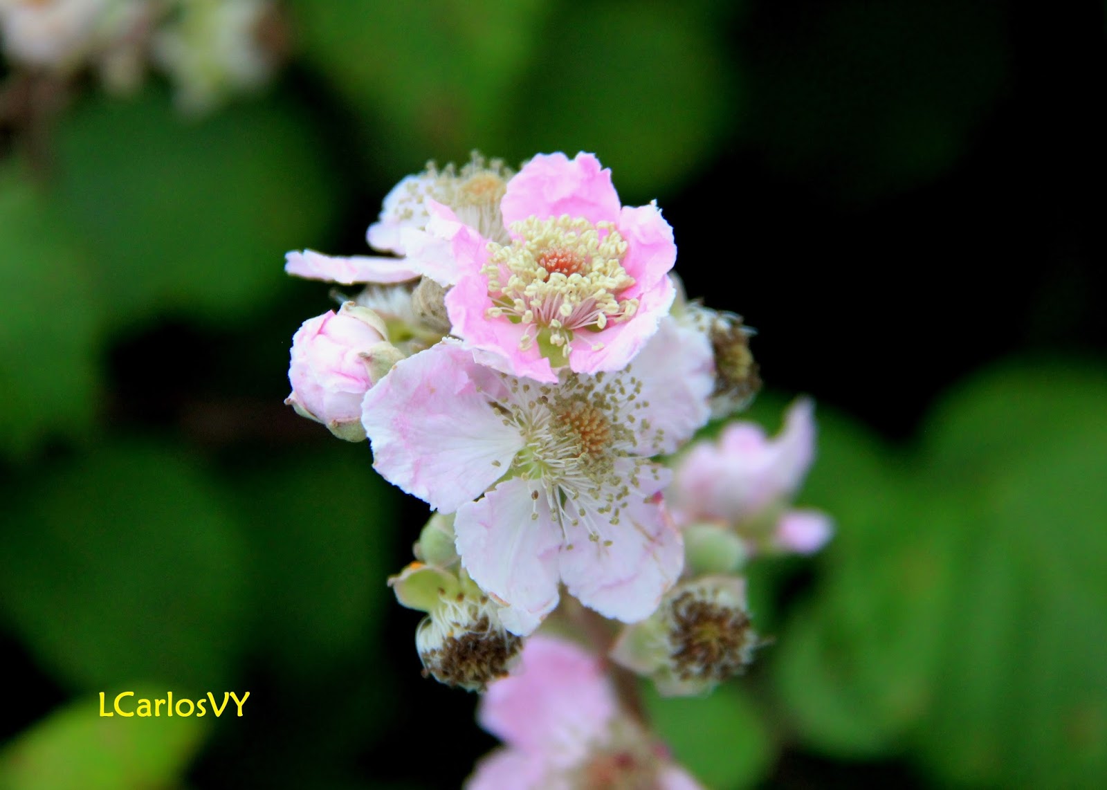 Plantas silvestres de Asturias: Zarza, zarzamora, mora – Rubus Ulmifolius