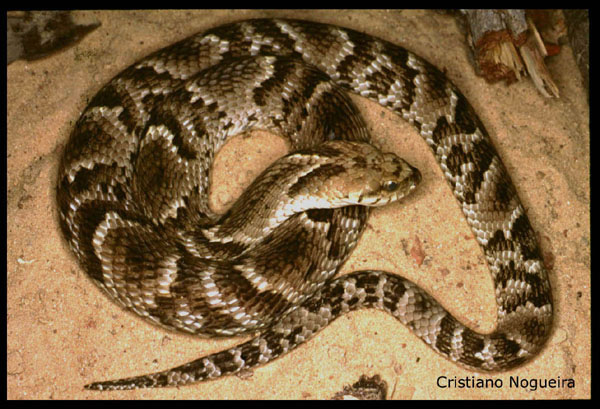 Reptossaurus: SERPENTES da CAATINGA