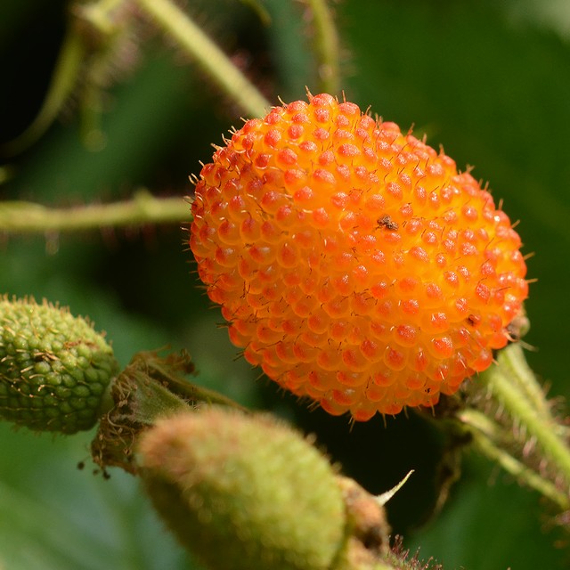 そよ風のなかで Part2: コジキイチゴ