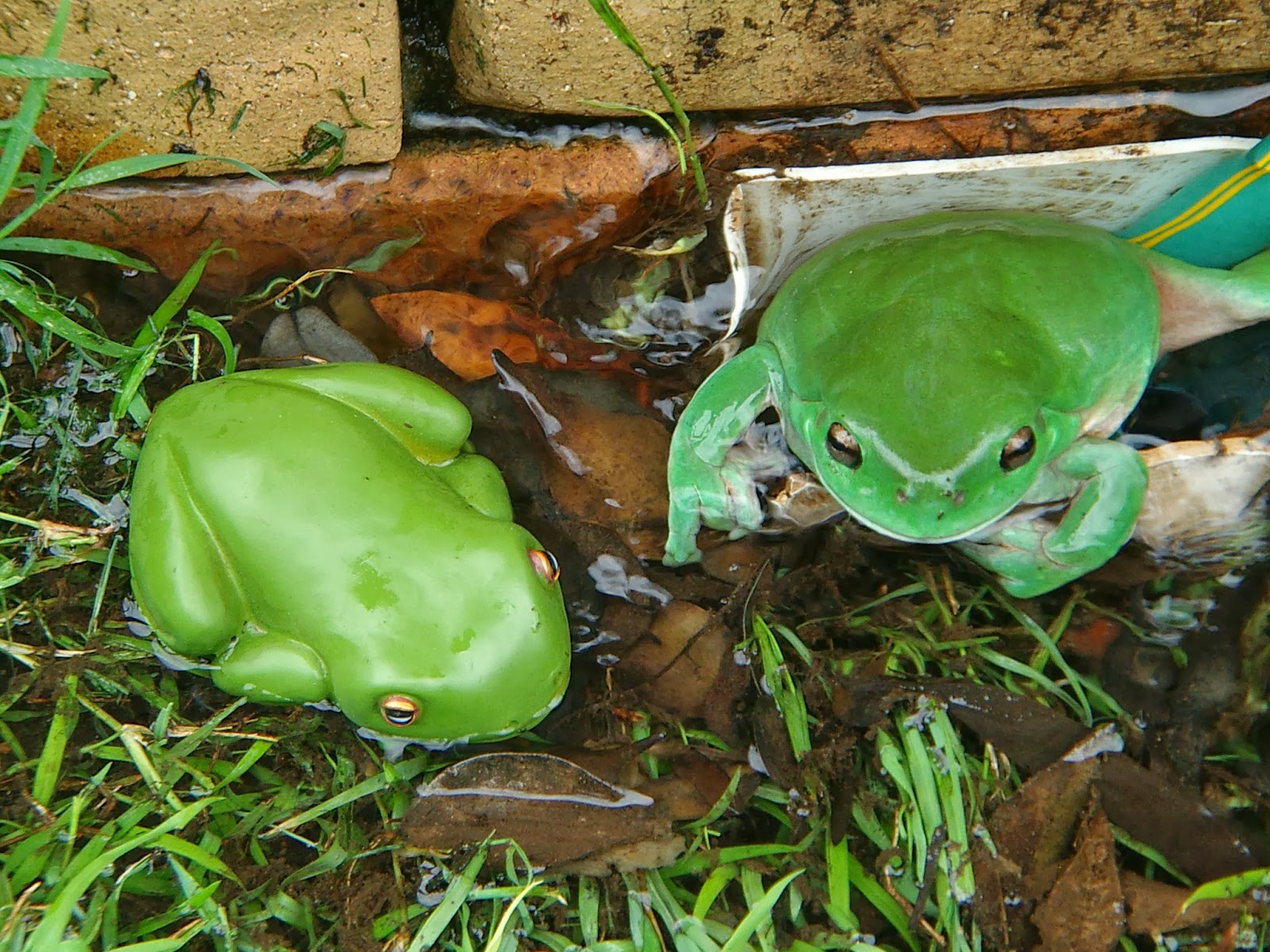 House & Garden Plus: A Garden Frog