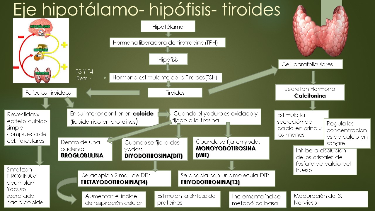 FISIOLOGIA BASICA Y MEDICA: -Eje hipotálamo-Hipófisis-Tiroides