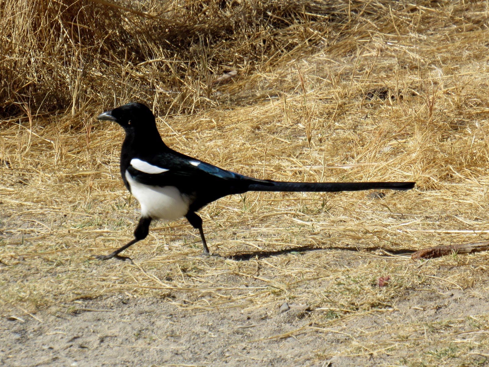 Black-billed Magpies East of the Sierra Crest