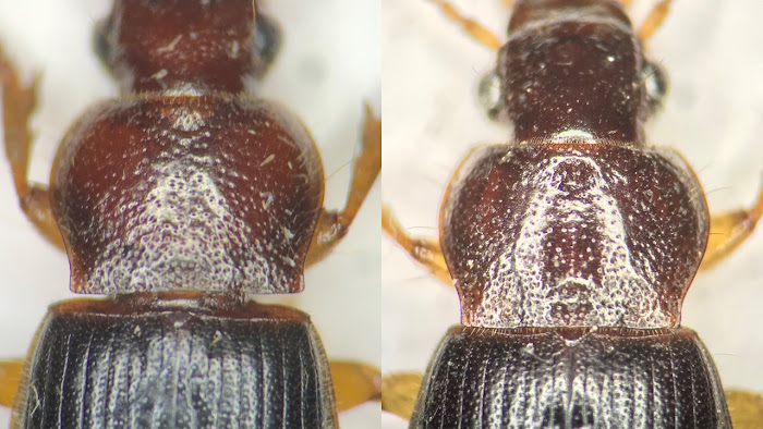 The Fifth Beetle: Call me