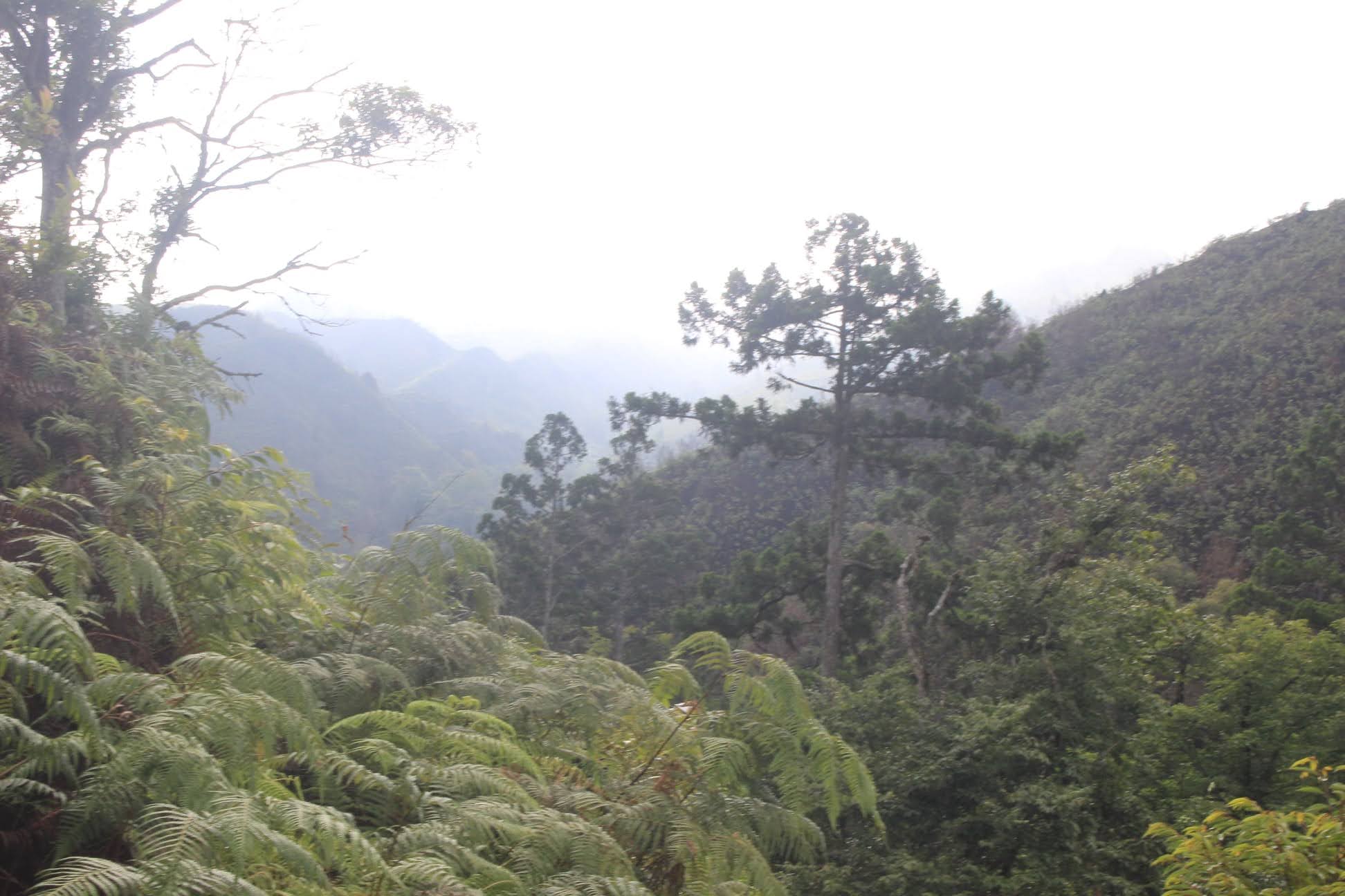 Taiwania cryptomerioides Hayata