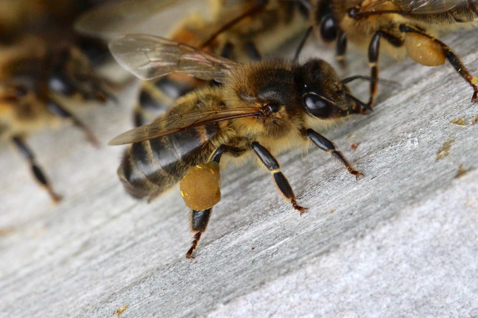 TrogTrogBee: Summer pollen colours