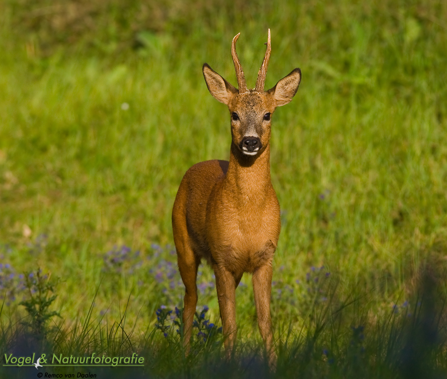 Vogel- en Natuurfotografie door Remco van Daalen: Observeren van de ...