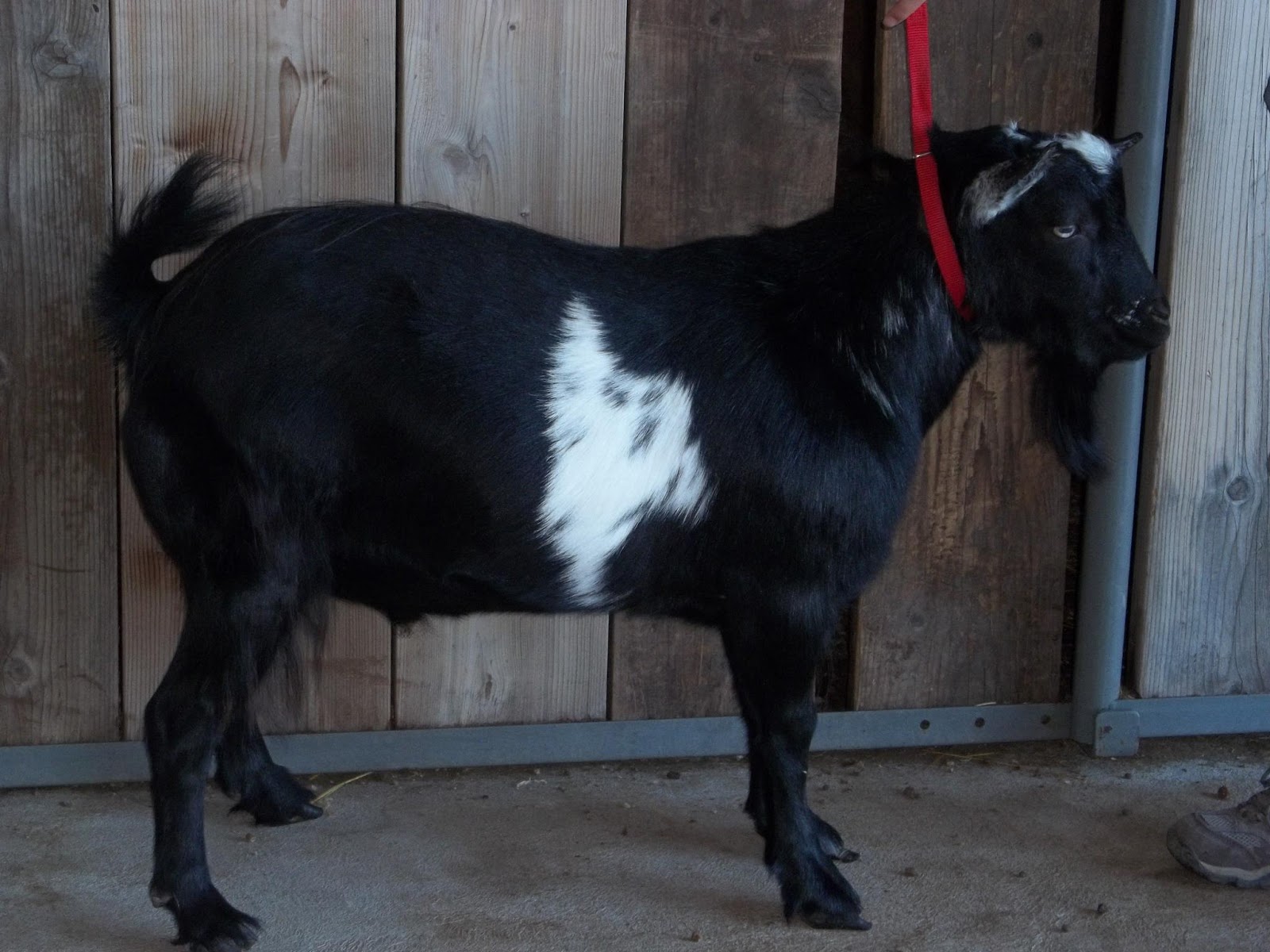 Tye Dye Acres: Fainting Goat Colors and Patterns!
