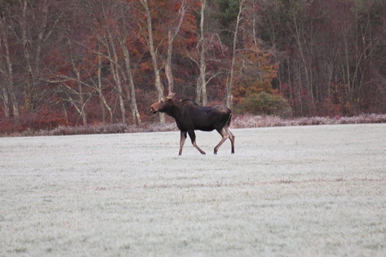 Passinthru Outdoors: A Moose Visits our Neighboorhood.
