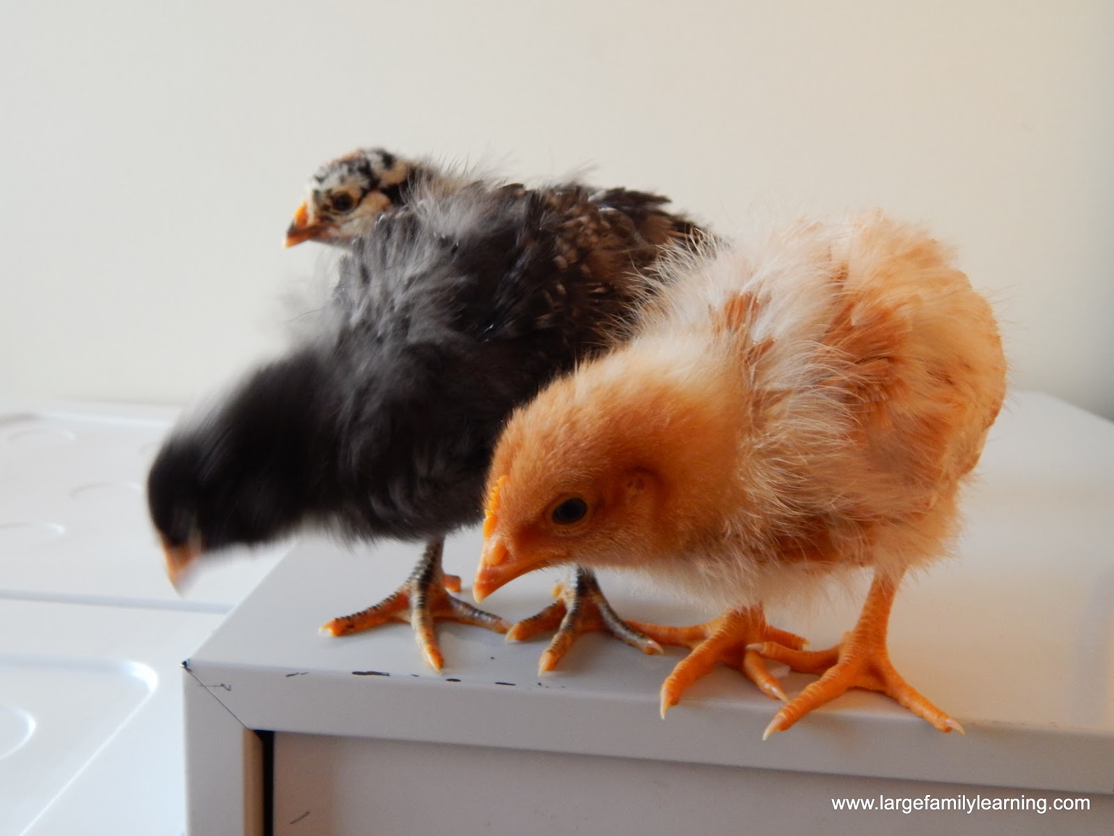 Large Family Learning : Raising Baby Chicks: 2 Weeks Old (Part 1)