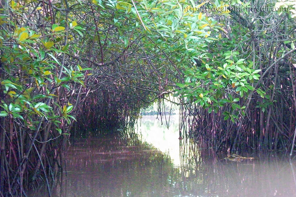 Pichavaram Mangrove (Cuddalore - Tamil Nadu) | My Travelogue - Indian ...
