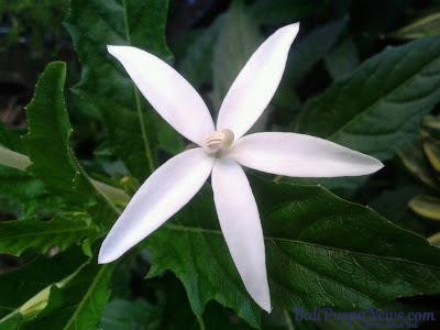 Cara Menggunakan Bunga Bintang Untuk Kesehatan Mata