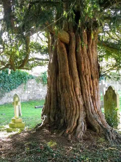 Garden Fancy: February 2014