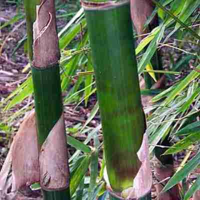 BEBERAPA JENIS BAMBU YANG ADA DI INDONESIA | Tips Petani