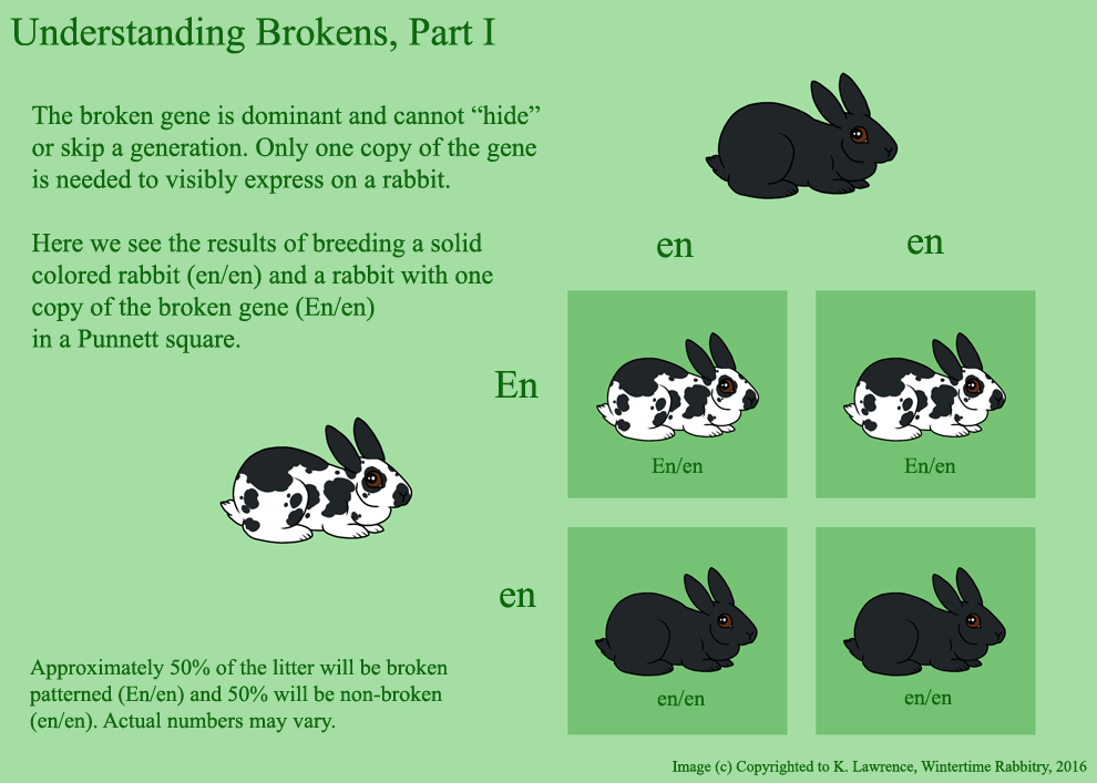 Rabbit Genetics And Musings: Cheat Sheets: Understanding the Broken ...