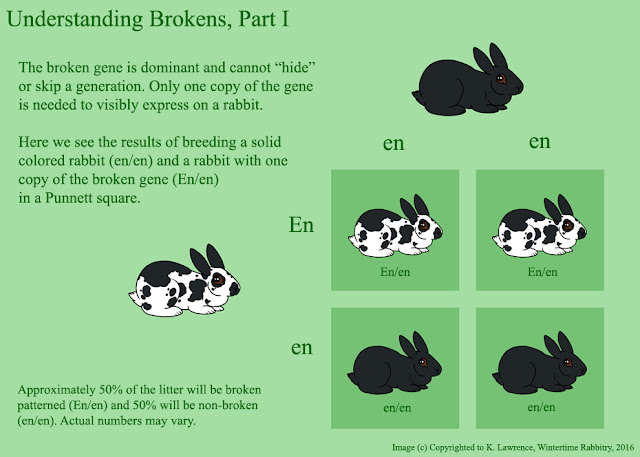 Rabbit Genetics And Musings: Cheat Sheets: Understanding the Broken ...