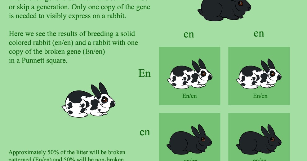 Rabbit Genetics And Musings: Cheat Sheets: Understanding the Broken ...
