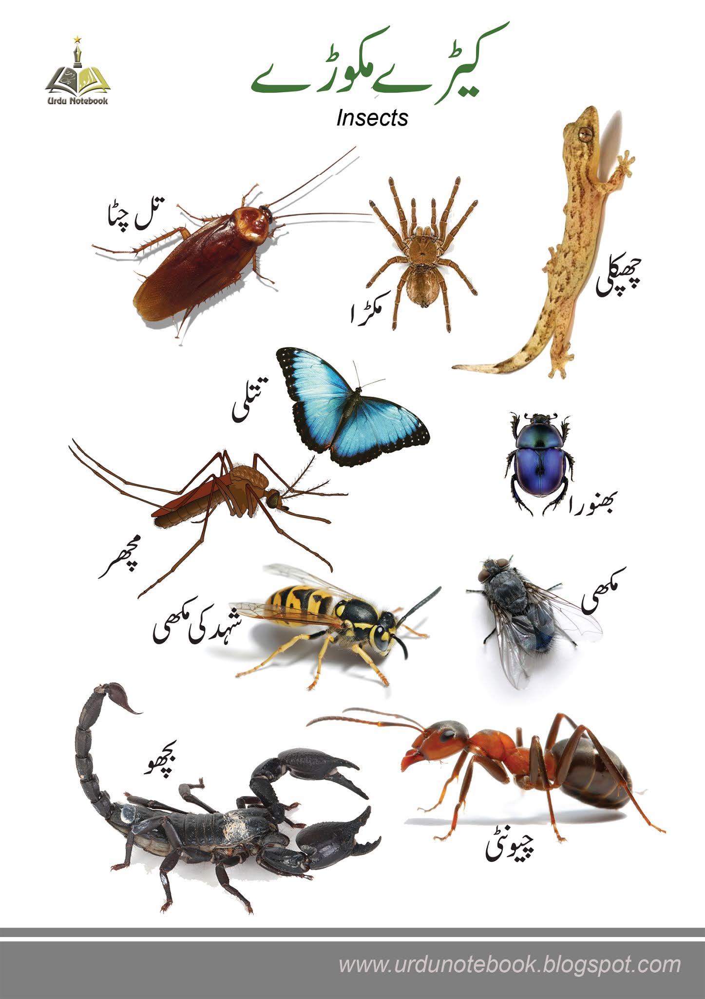 urdunotebook: Keede Makode (Insects Chart)