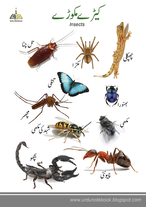 urdunotebook: Keede Makode (Insects Chart)