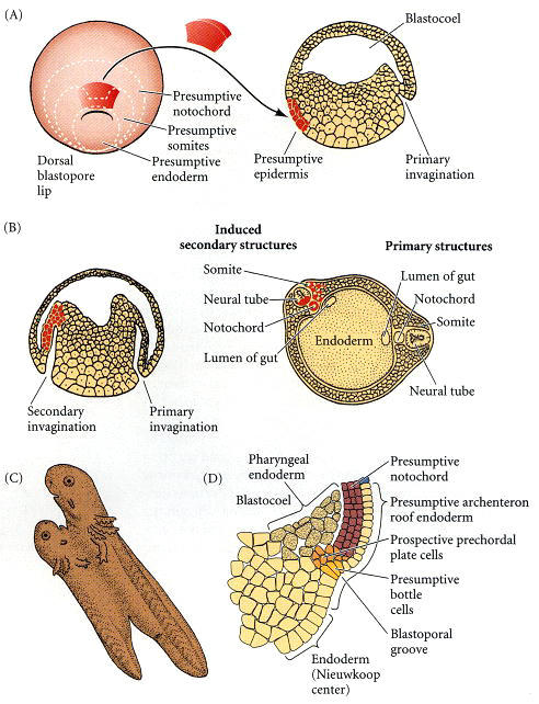 A POST-MORMON LIFE: Labels And Language