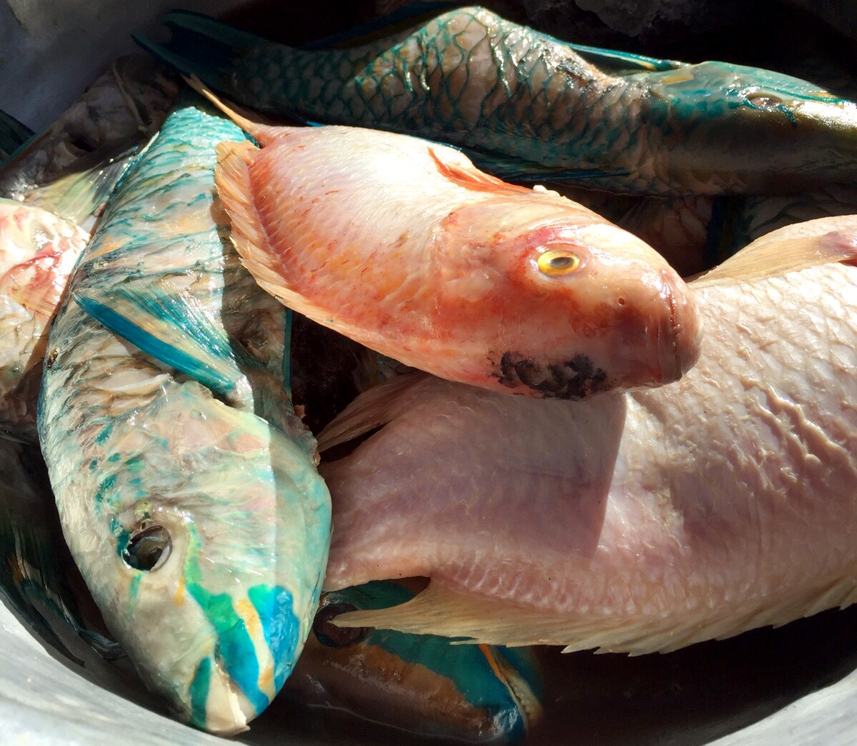 Larimar Jewelry and Crafts: “PECAO FRITO” in the Dominican Republic is ...