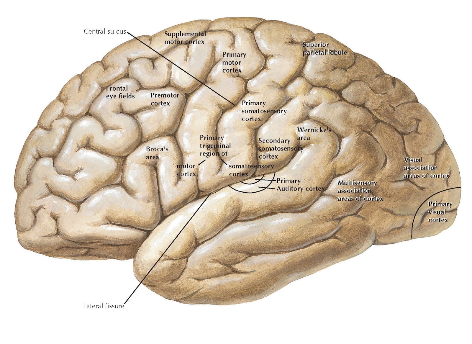 LATERAL VIEW OF THE FOREBRAIN: FUNCTIONAL REGIONS - pediagenosis