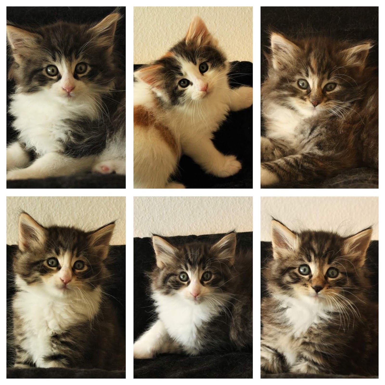 FI*Carwalions - Norwegian Forest Cats: Litters