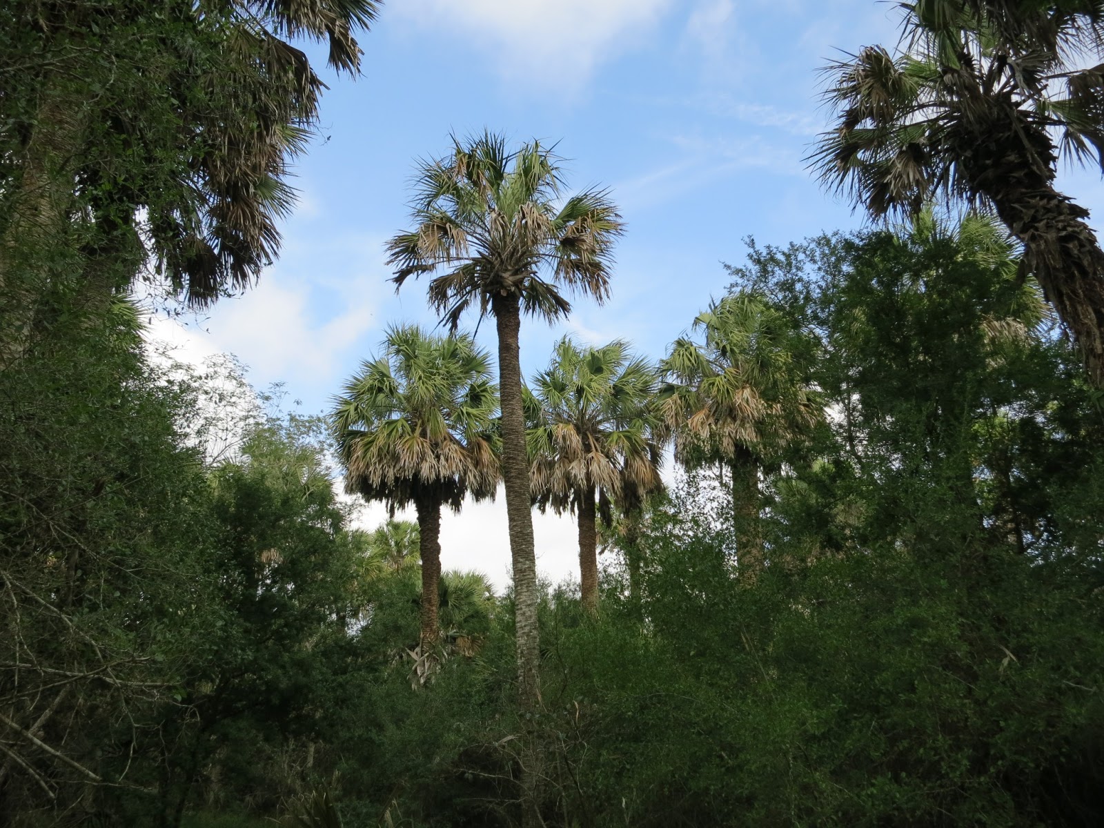 How far south must you go to get away from the dead winter look? (pine ...