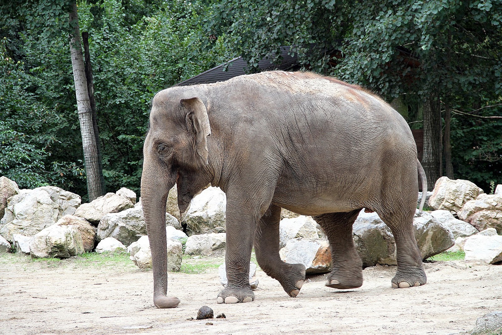 Luna chocolate lab sweeter than a chocolate: Zoo
