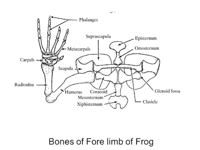 Comparative Zoology by Dr. Vidhin Kamble B. Sc- I : Study of Skeleton ...