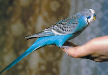 Budgies are Awesome: Budgie Vision (4)