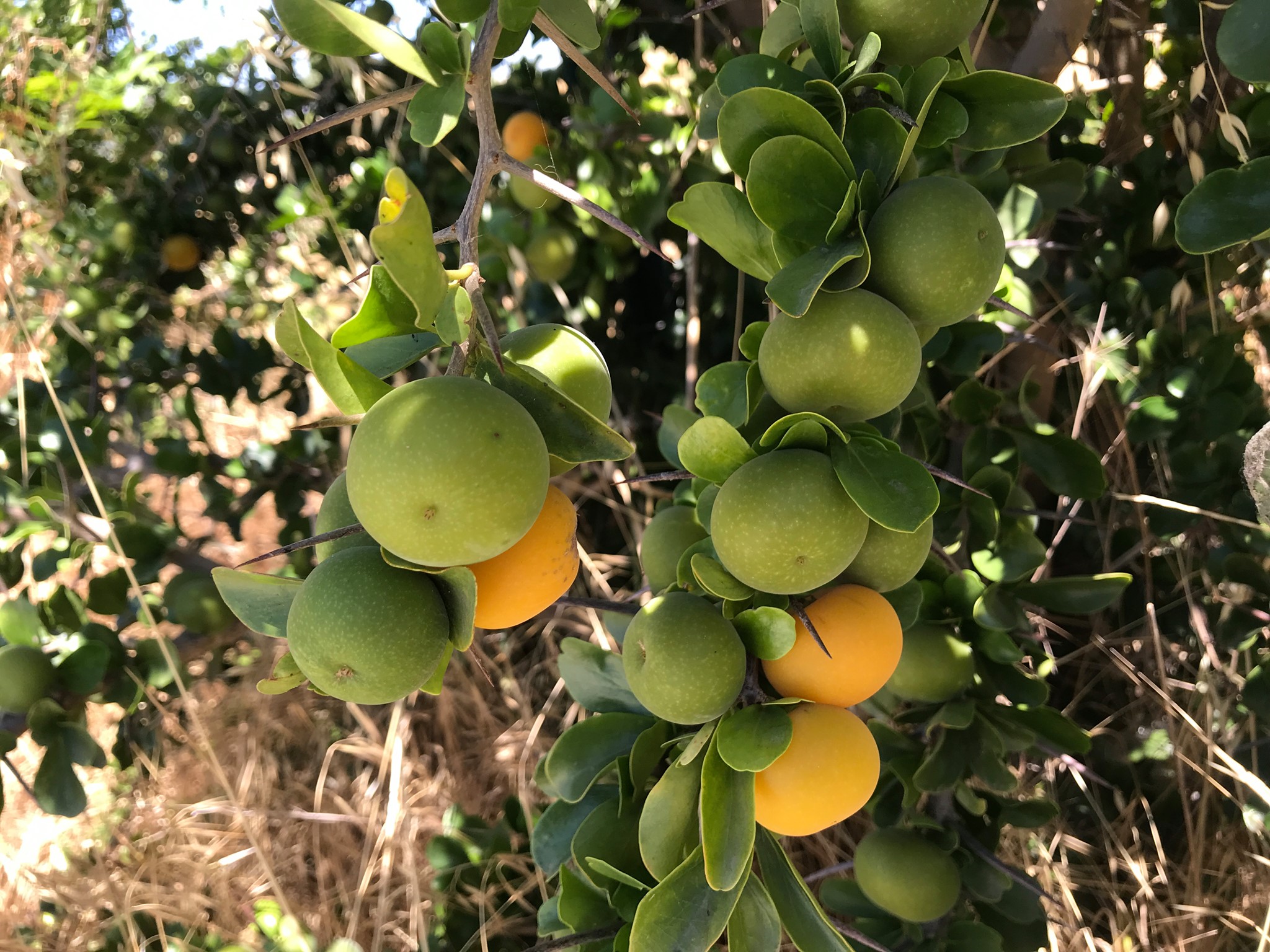 Gardening : Kei Apple selections. Sweet female #4