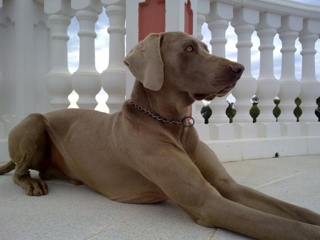 EL PERRO MAS... DEL MUNDO: EL PERRO MAS BONITO DEL MUNDO