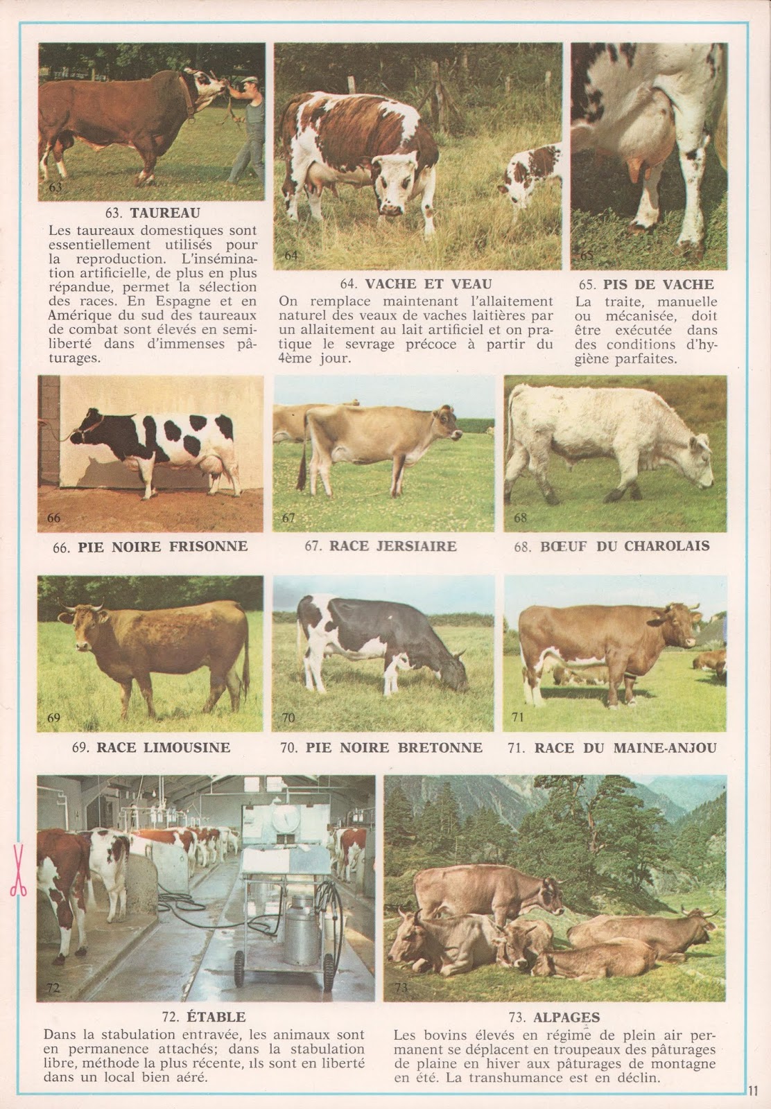 Leçons de choses: Documentation scolaire 143 : Les animaux domestiques